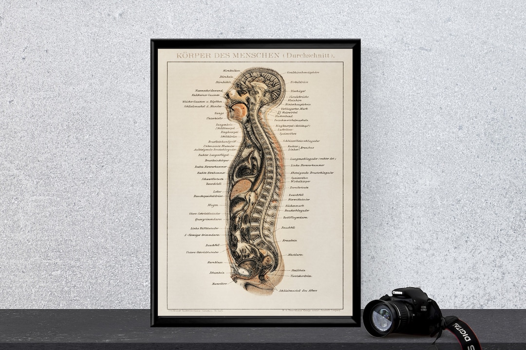 Vintage Anatomical Poster – Human Body Structure Wall Art, Medical ...