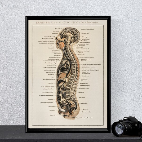 Internal Organs Chart - Etsy