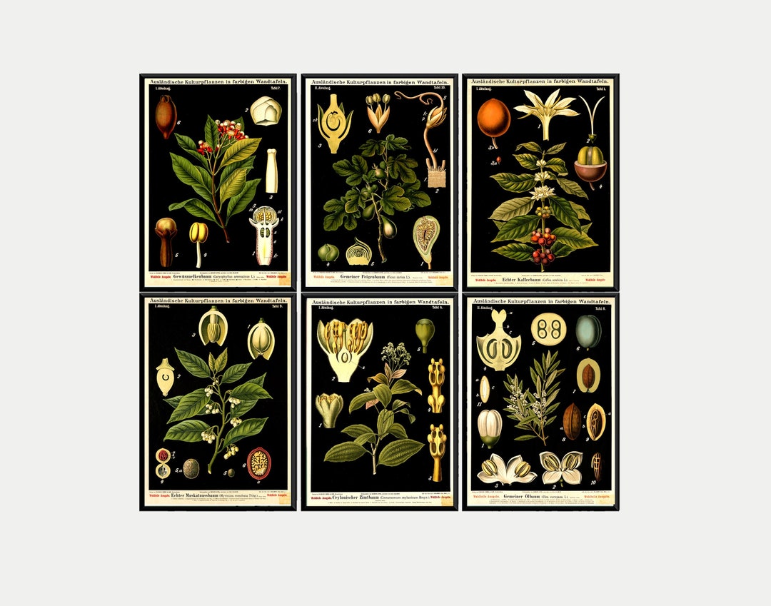Set of 6 Vintage Botanical Posters, Educational Plant Prints, Kitchen ...