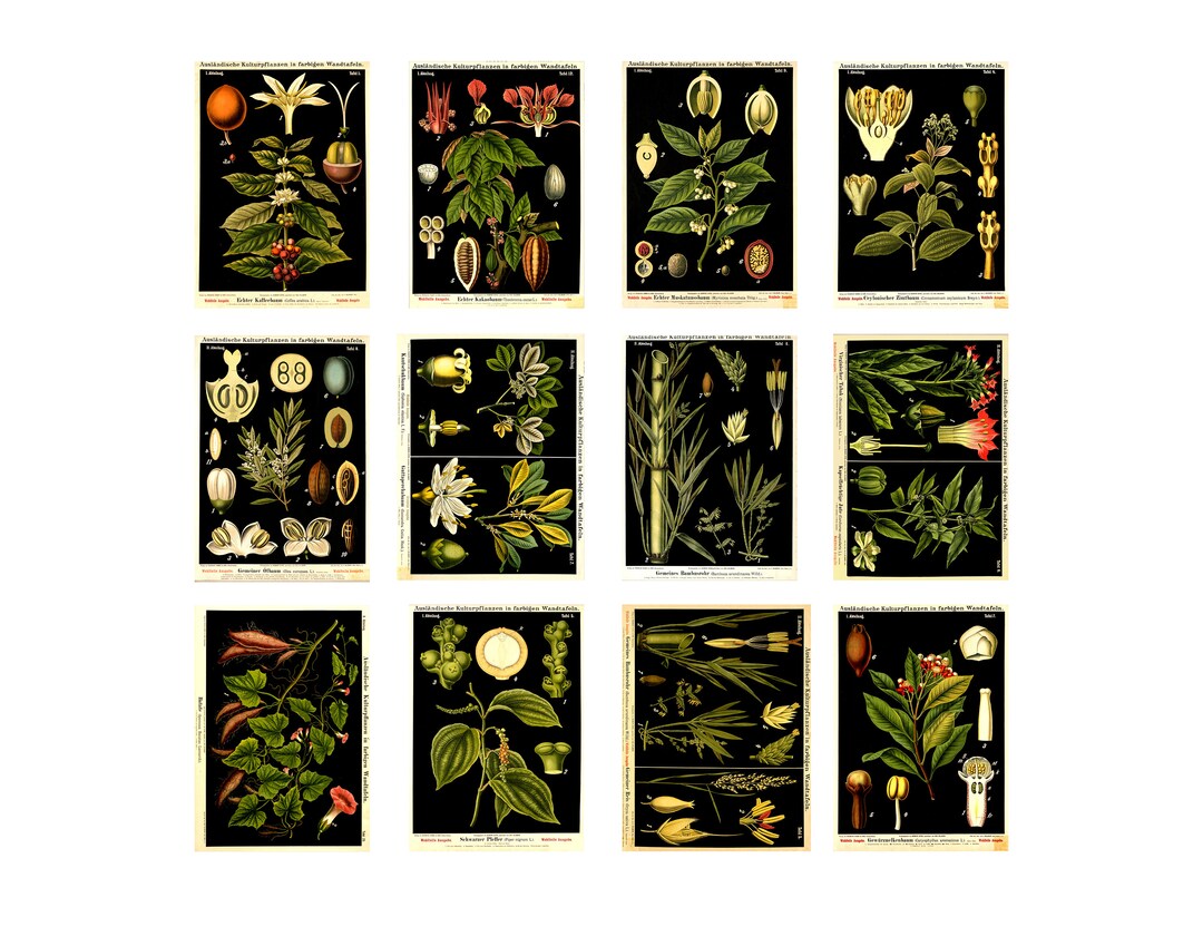 Vintage Botanical Postcards Set of 12, Antique Botanical Prints, German ...