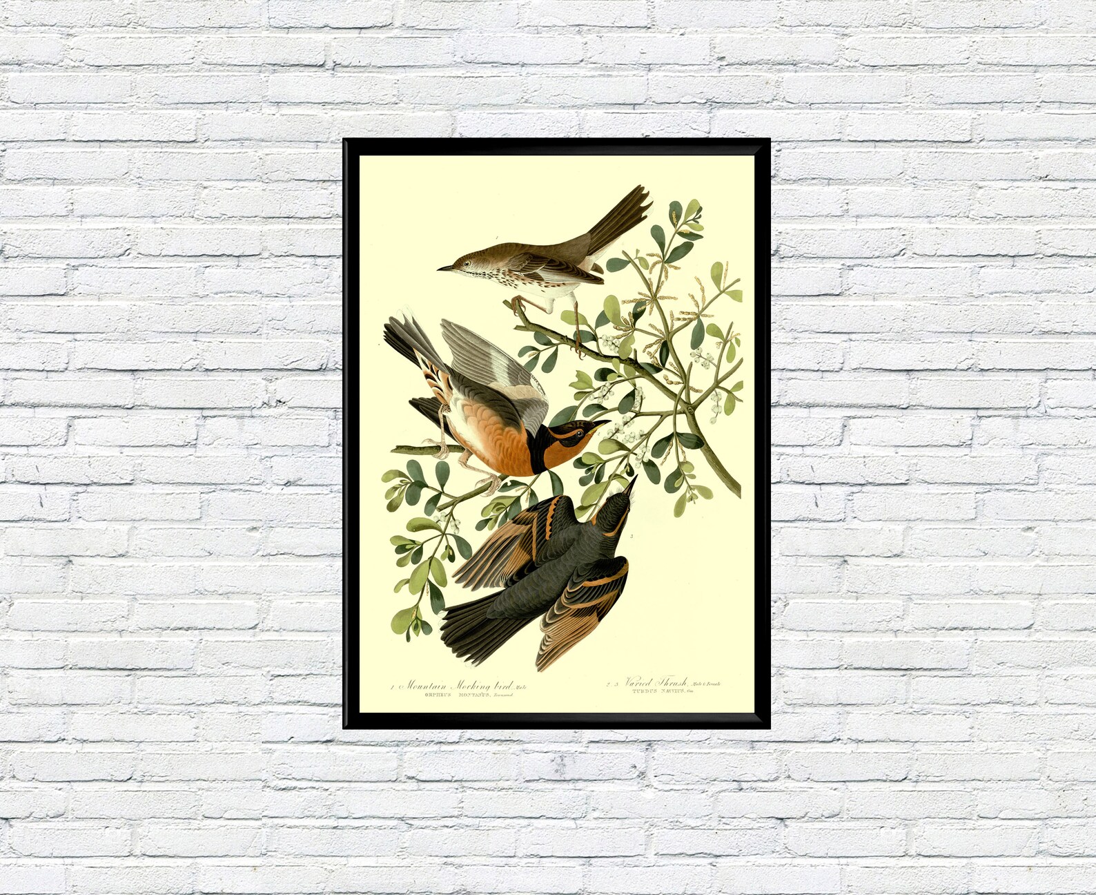 Birds of America Prints Set of 8 Vintage Bird Posters John James ...