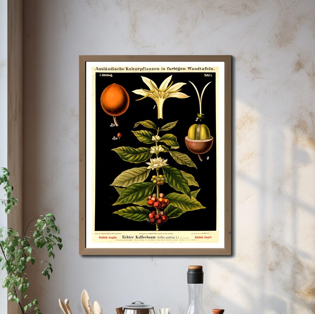Vintage Coffee Plant Botanical Poster, 1890s German Botanical Art ...