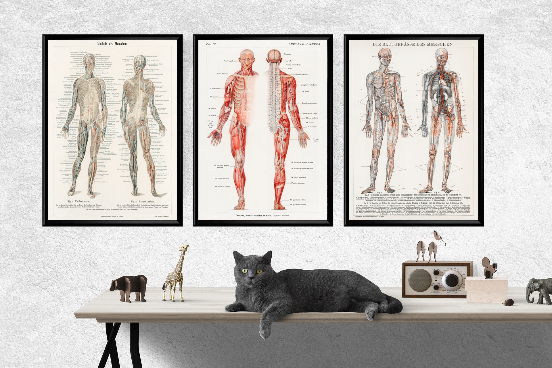 Human Structure Anatomical Posters Set of 3 Vintage Medical Prints - Etsy