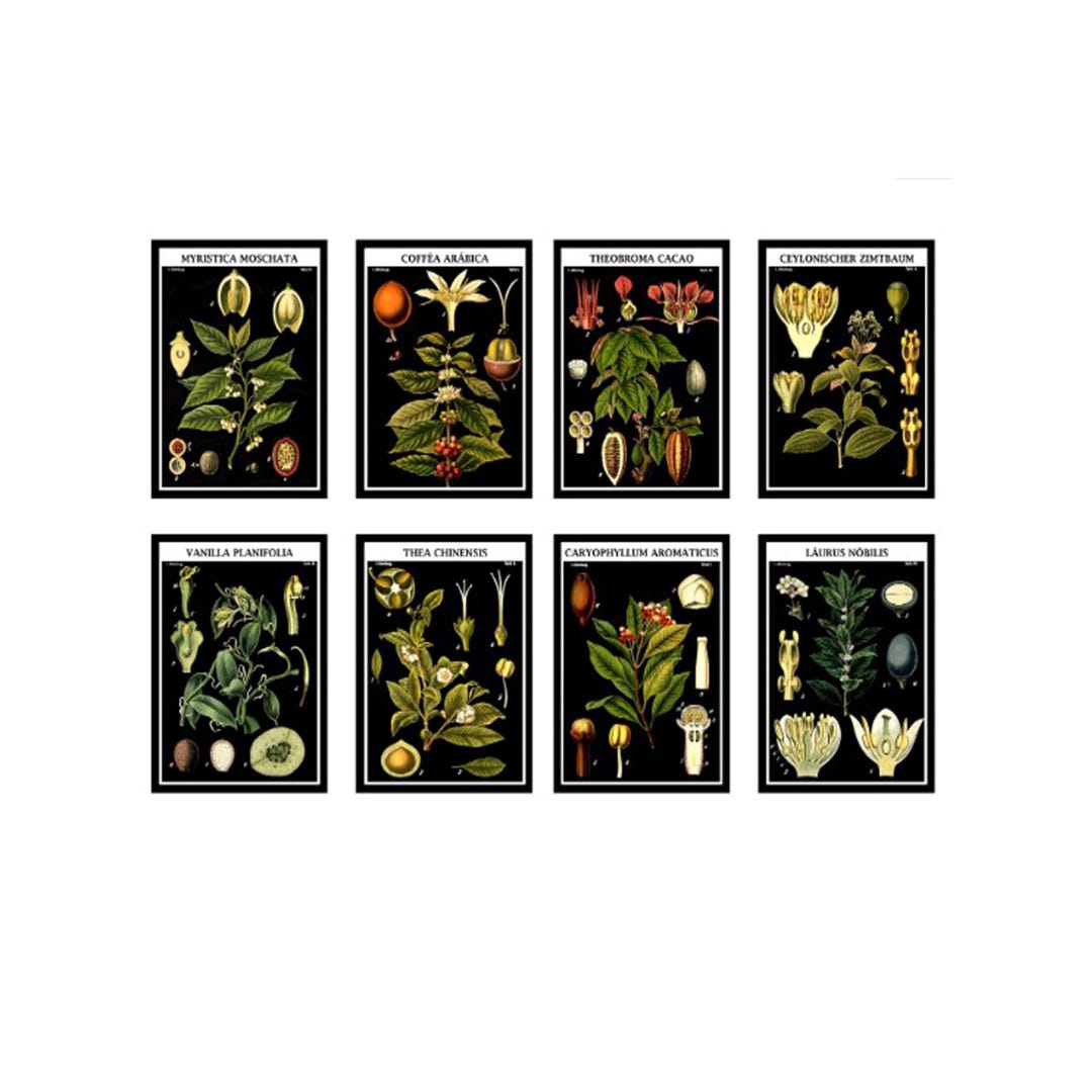Botanical Spice Poster, Antique Coffee Tea Cocoa Plant Illustration ...