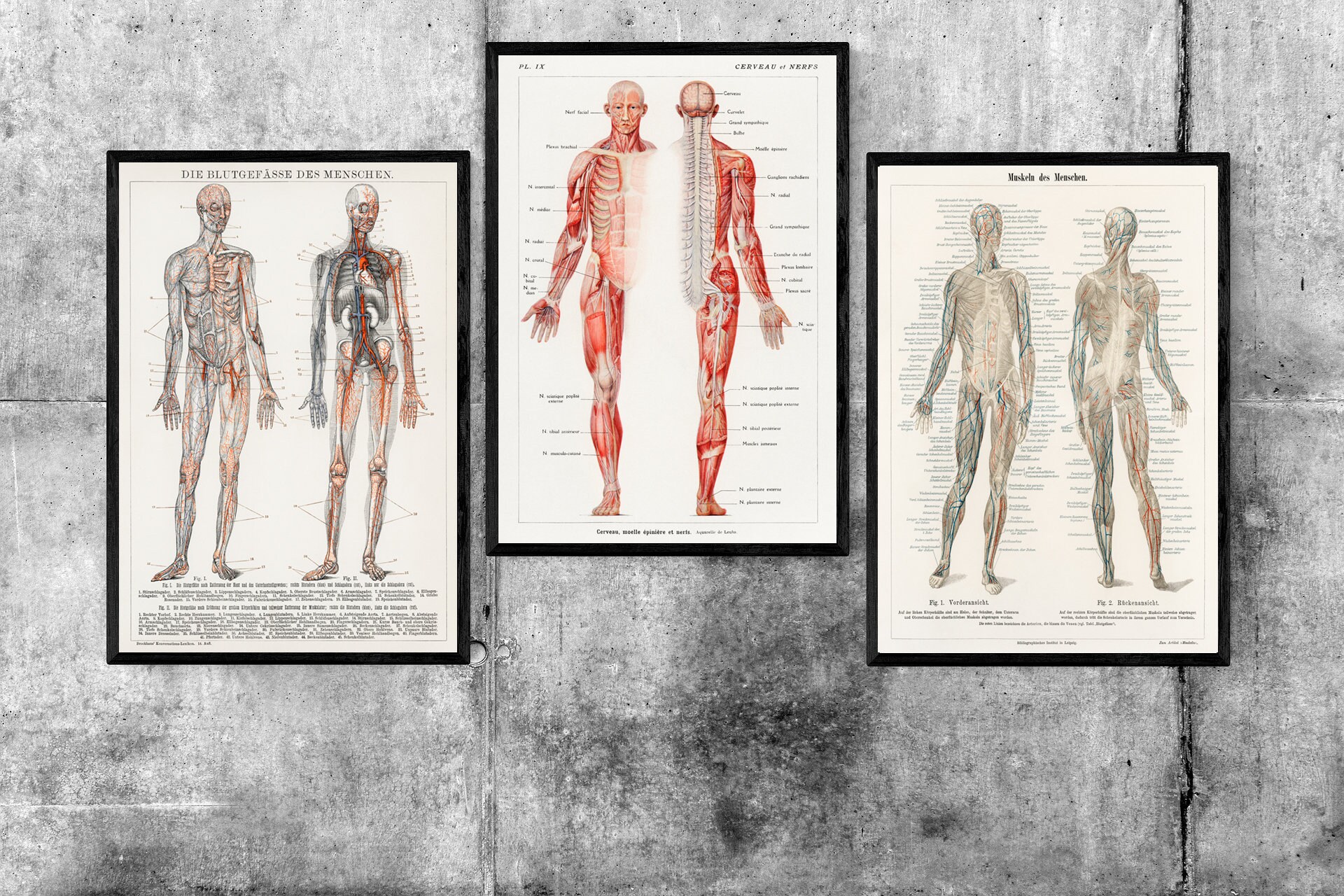 Human Structure Anatomical Posters Set of 3 Vintage Medical Prints - Etsy