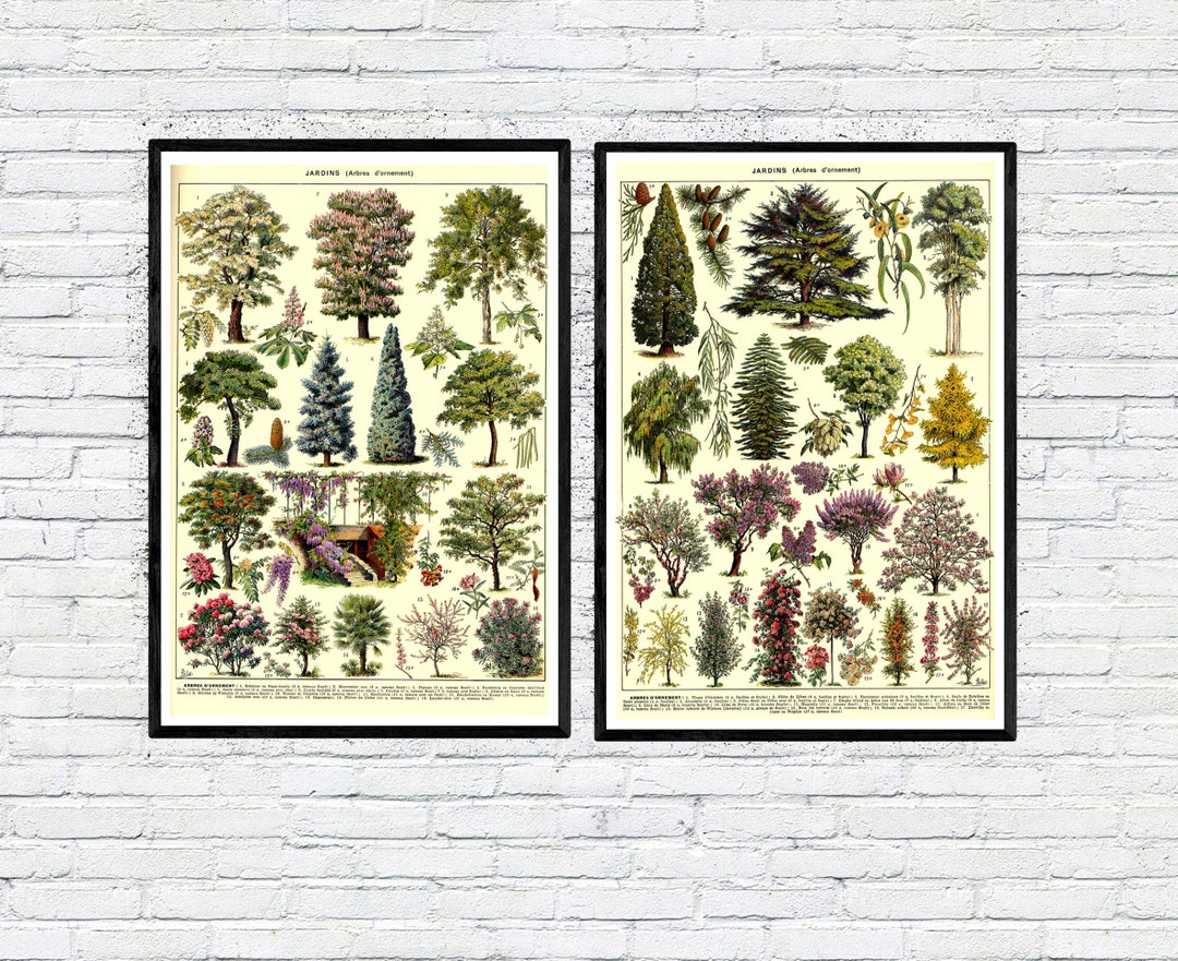 Trees Botanical Posters Set of 2 Trees Prints Vintage Educational ...