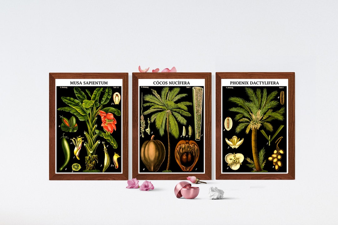 Vintage Botanical Posters Set of 3 Vertical Kitchen Prints - Etsy