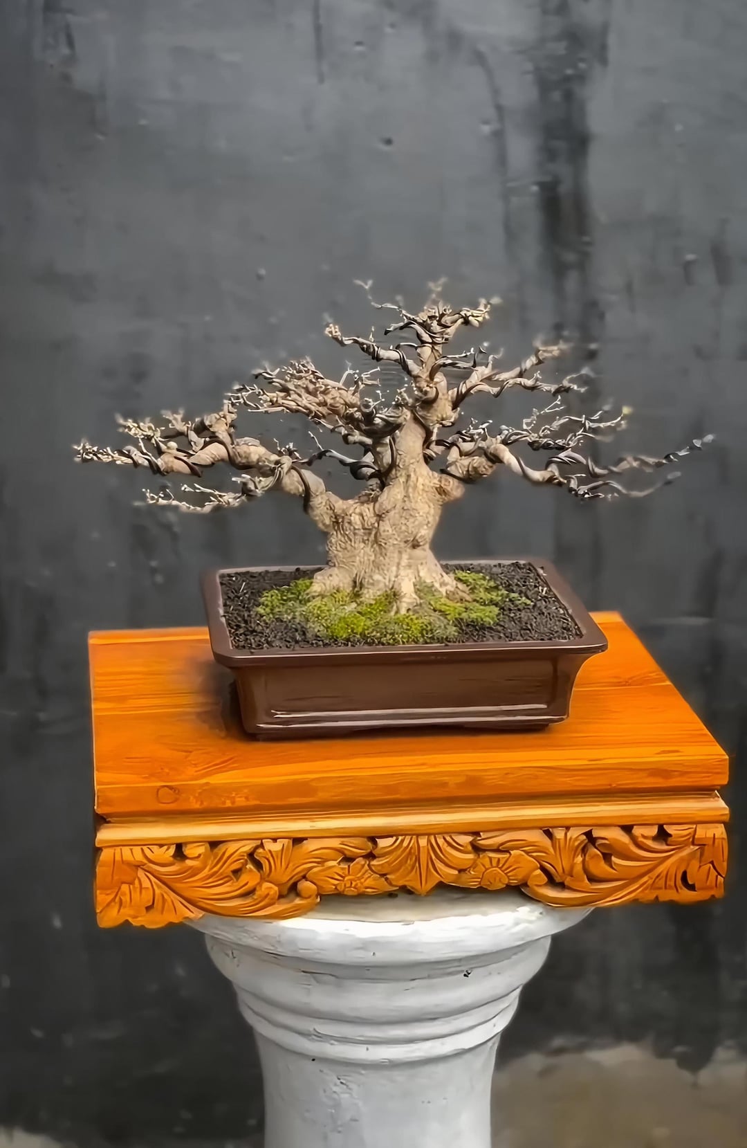 Wrightia Religiosa / Water Jasmine Bonsai Tree Real Picture - Etsy