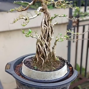 Premna Microphylla Expose Root Bonsai Tree - Etsy