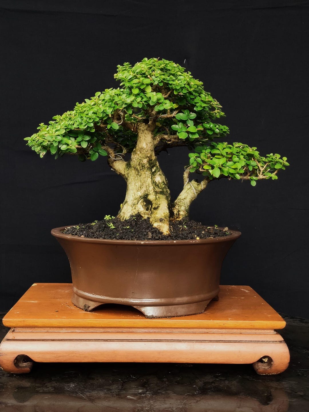 Premna Microphylla Bonsai Tree Live,real Picture. - Etsy
