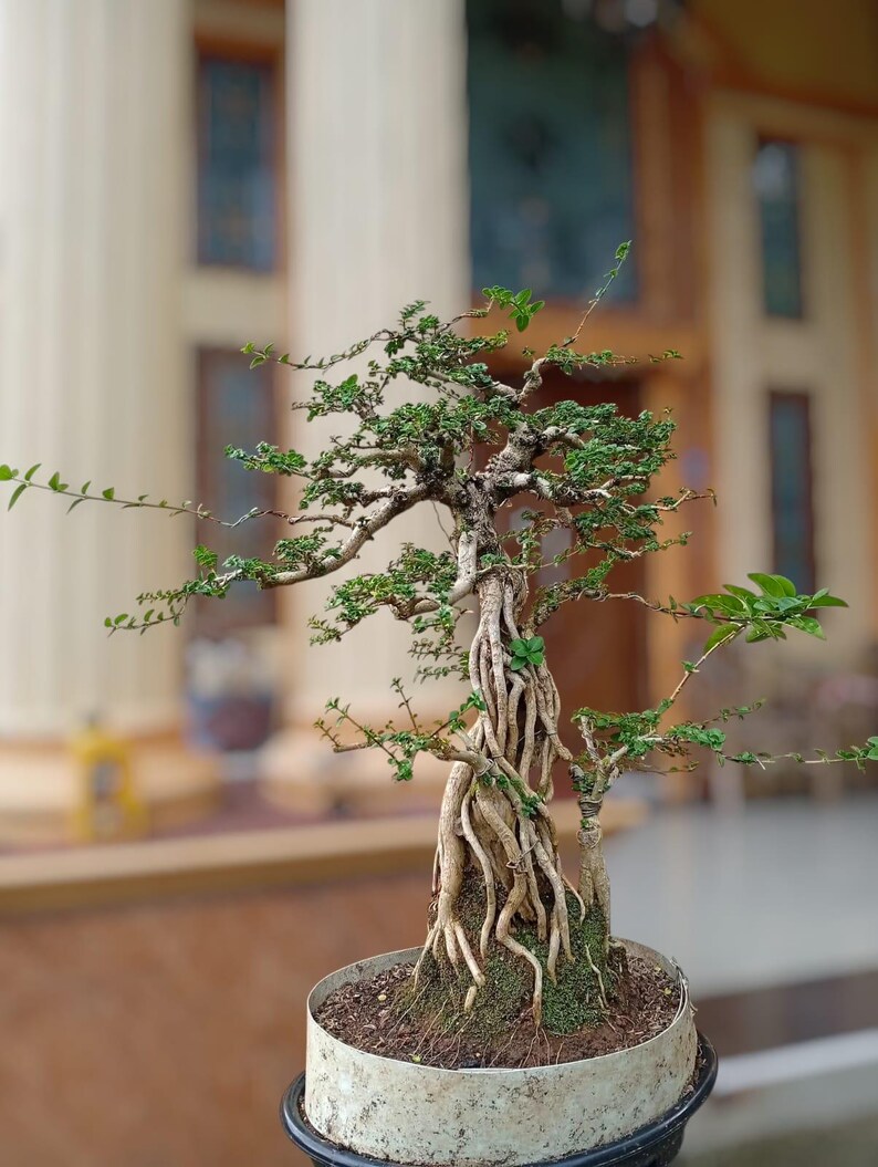 Premna Microphylla Expose Root Bonsai Tree - Etsy