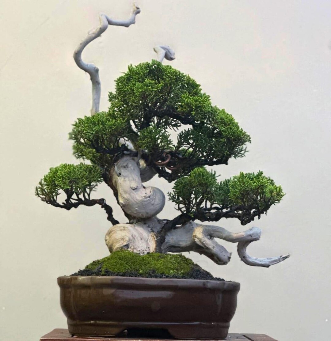 Juniperus Sargentii Tanuki Bonsai Tree - Etsy