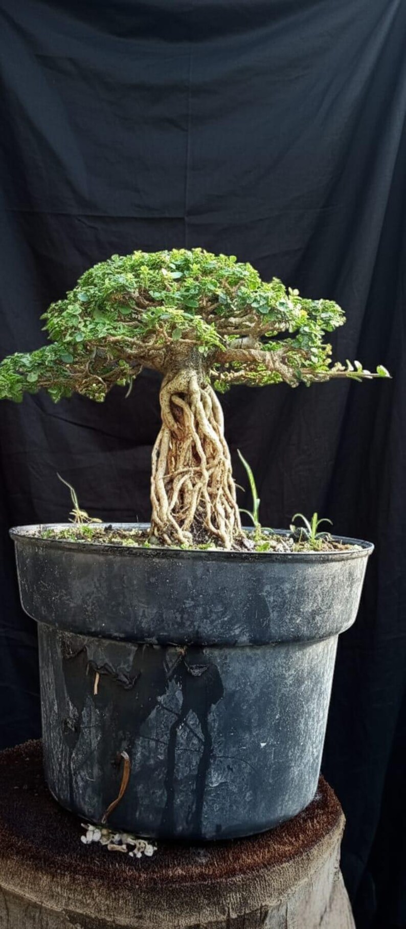 Premna Microphylla Expose Root Mame Bonsai Tree - Etsy