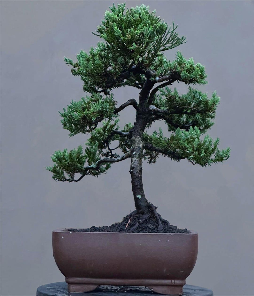 Juniperus Chinensis Bonsai Tree - Etsy