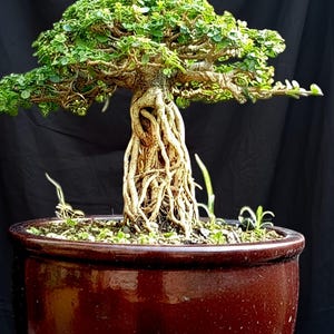 Premna Microphylla Expose Root Mame Bonsai Tree - Etsy