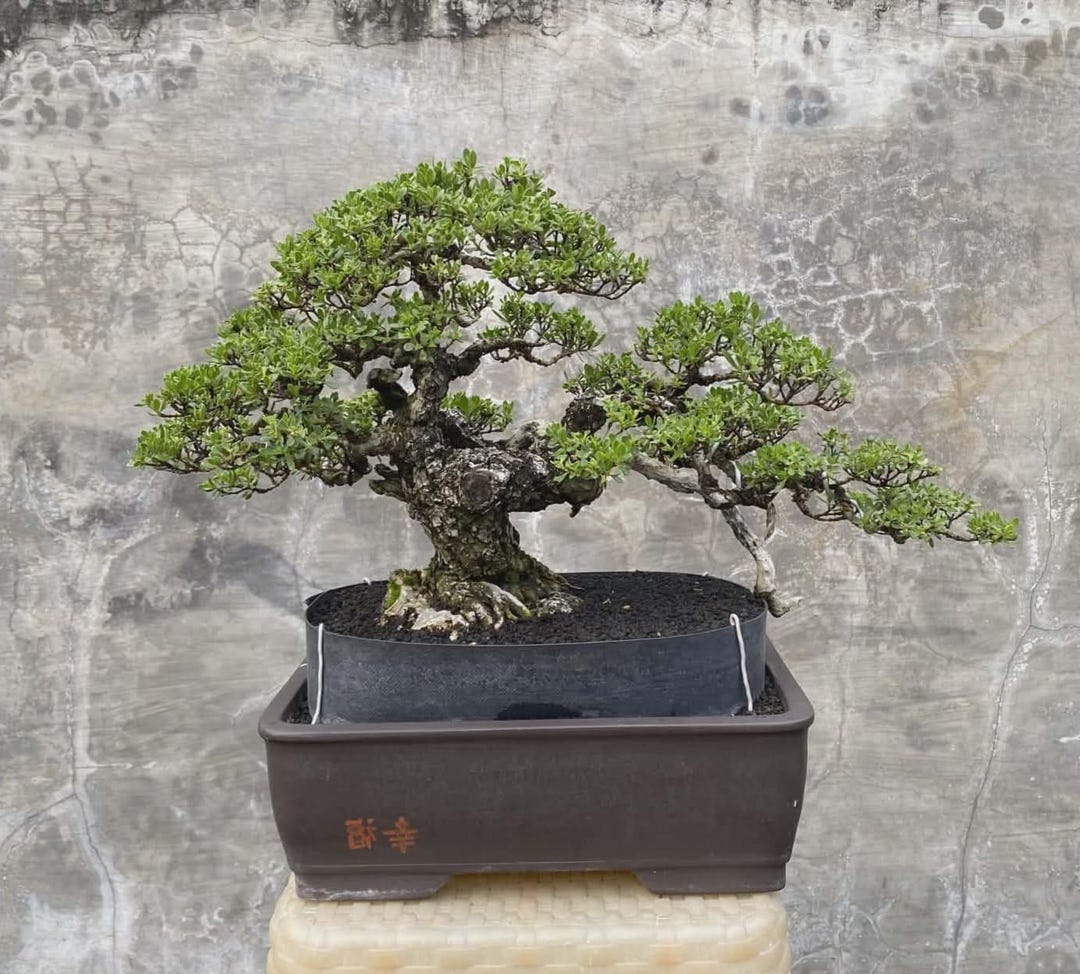Pemphis Acidula Bonsai Tree,real Picture. - Etsy