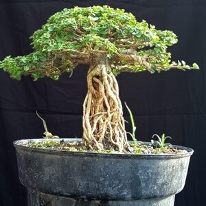Premna Microphylla Expose Root Mame Bonsai Tree - Etsy
