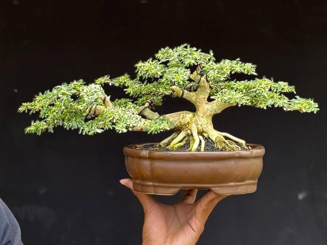 Blue Bell Bonsai Tree,real Picture. - Etsy