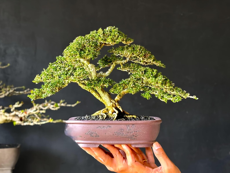 Serissa Micro Bonsai Tree Actual Picture - Etsy