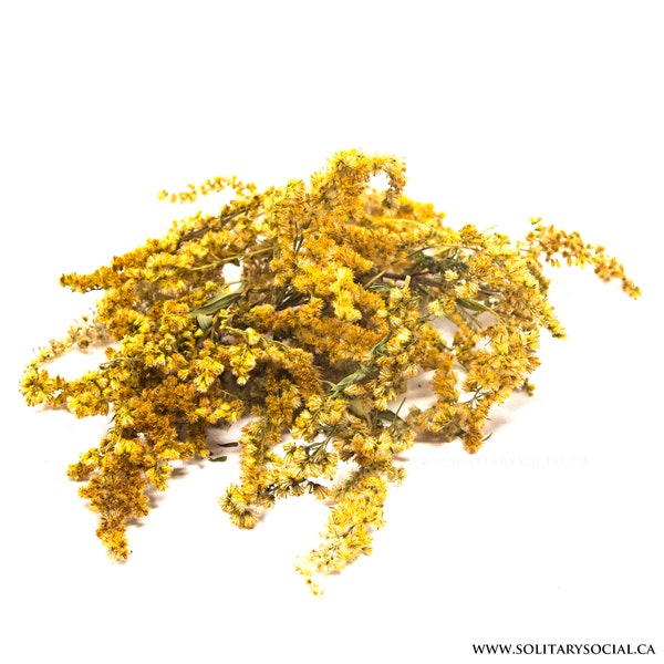 Goldenrod Flowers - Etsy
