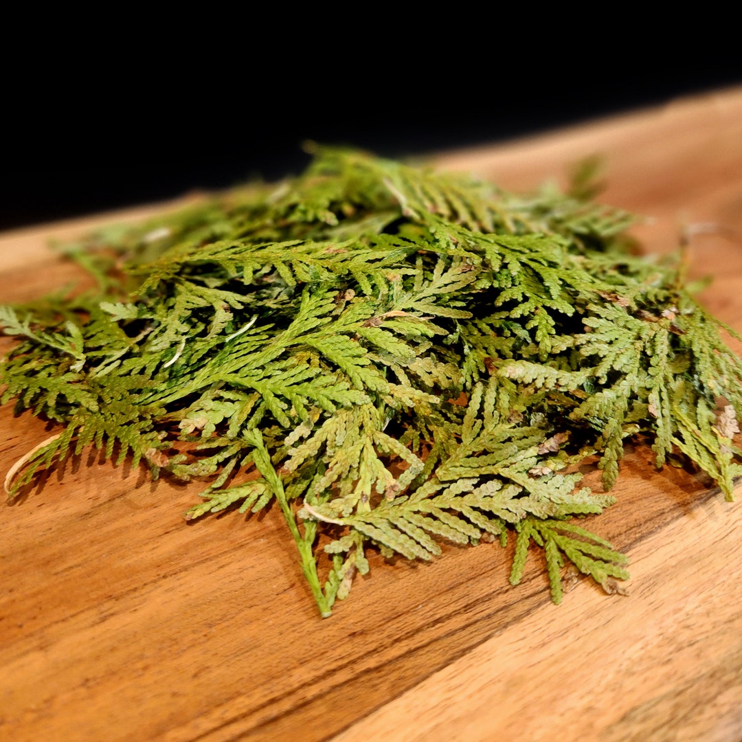 Dried White Cedar - Wildcrafted Foraged White Cedar - Etsy