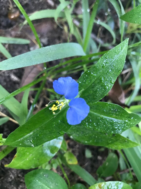 Blue Asiatic Common Dayflower perennial ground cover 3 | Etsy
