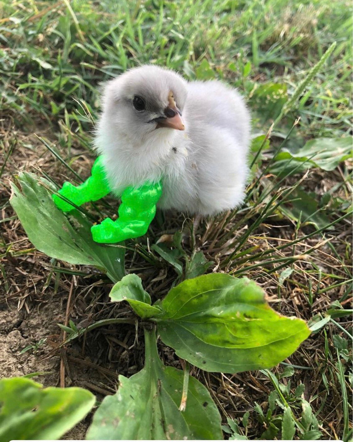 Very Tiny Baby Chicken
