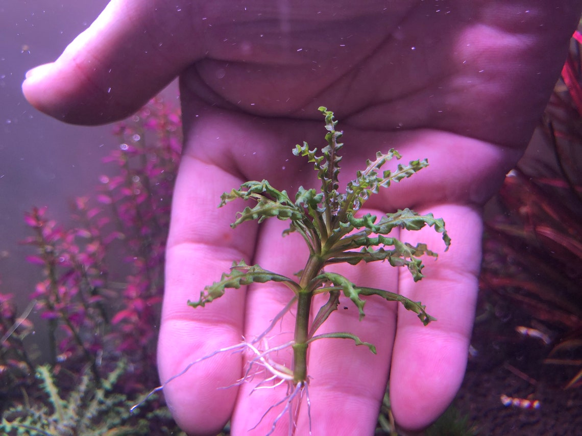 Pogostemon Helferi Downoi Red Rare Live Aquarium Plants - Etsy