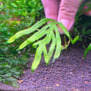 Java Fern Mini Trident Rare Live Aquarium Plant - Etsy