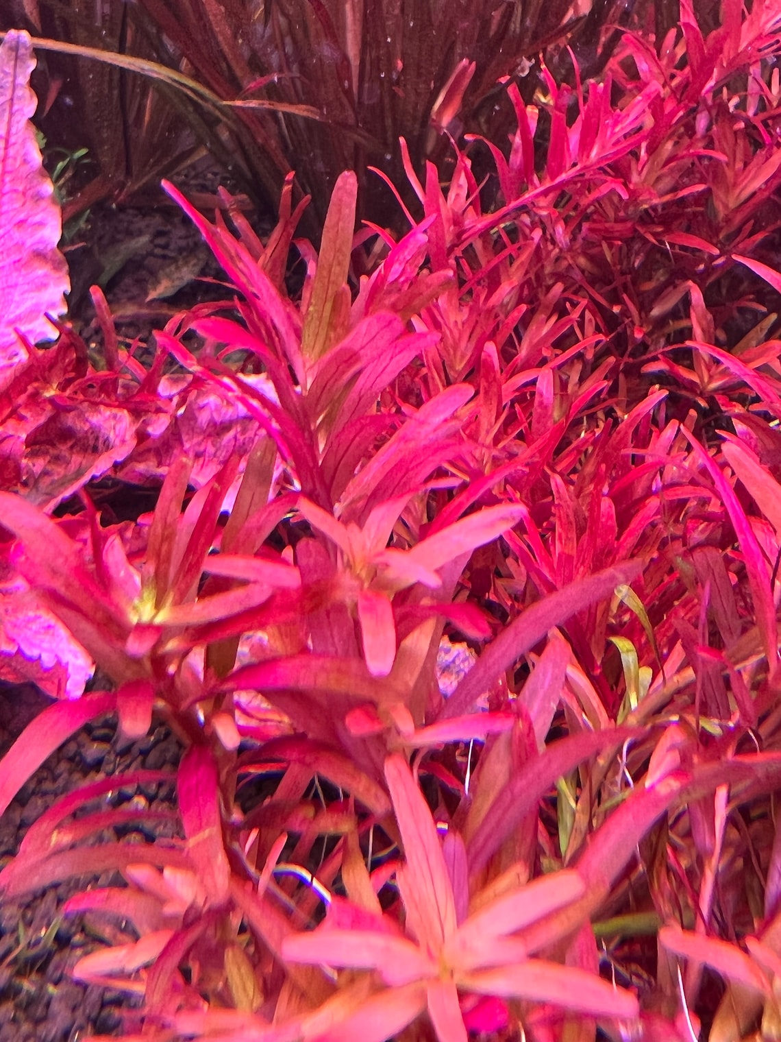 Rotala Blood Red SG Variant Rare Live Aquarium Plant - Etsy Singapore