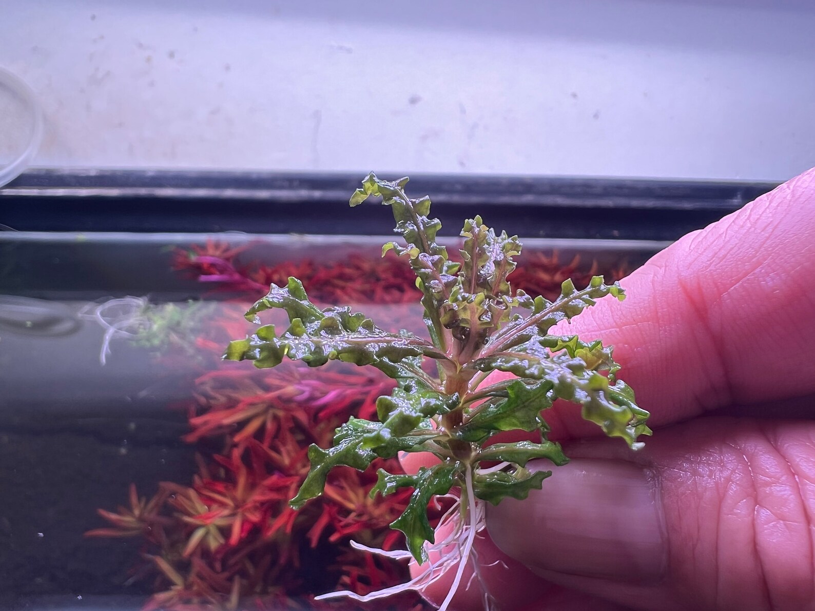 Pogostemon Helferi Downoi Red Rare Live Aquarium Plants - Etsy