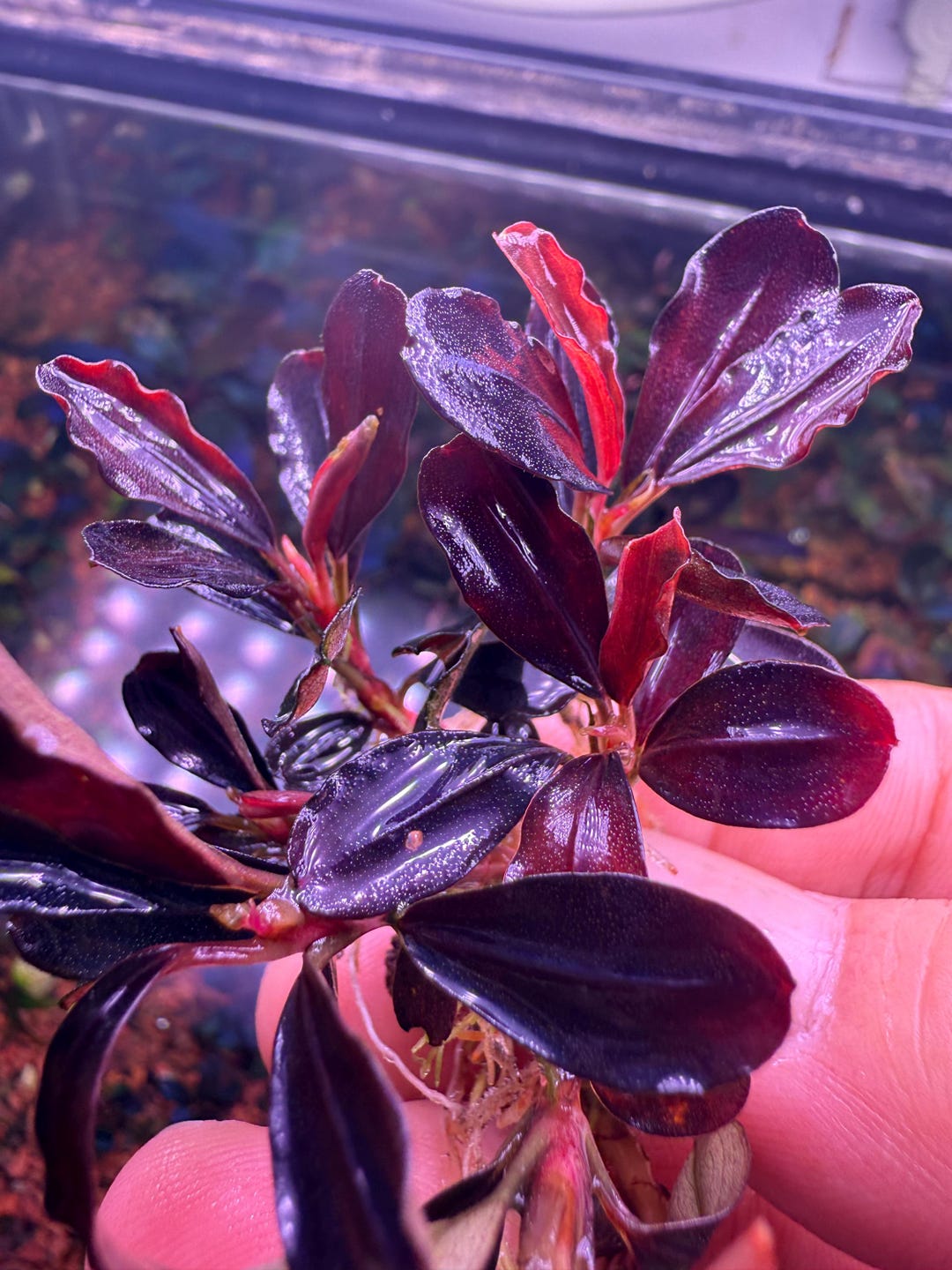 Bucephalandra Helena Thick Rare Live Aquarium Plant - Etsy