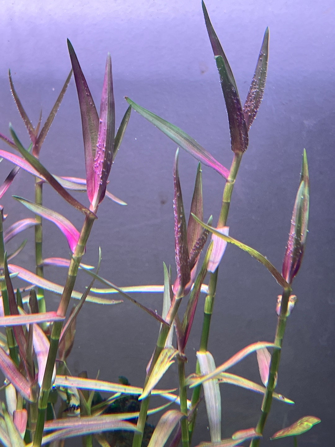 Murdannia Sp. Keisak Red Rare Live Aquarium Plant - Etsy