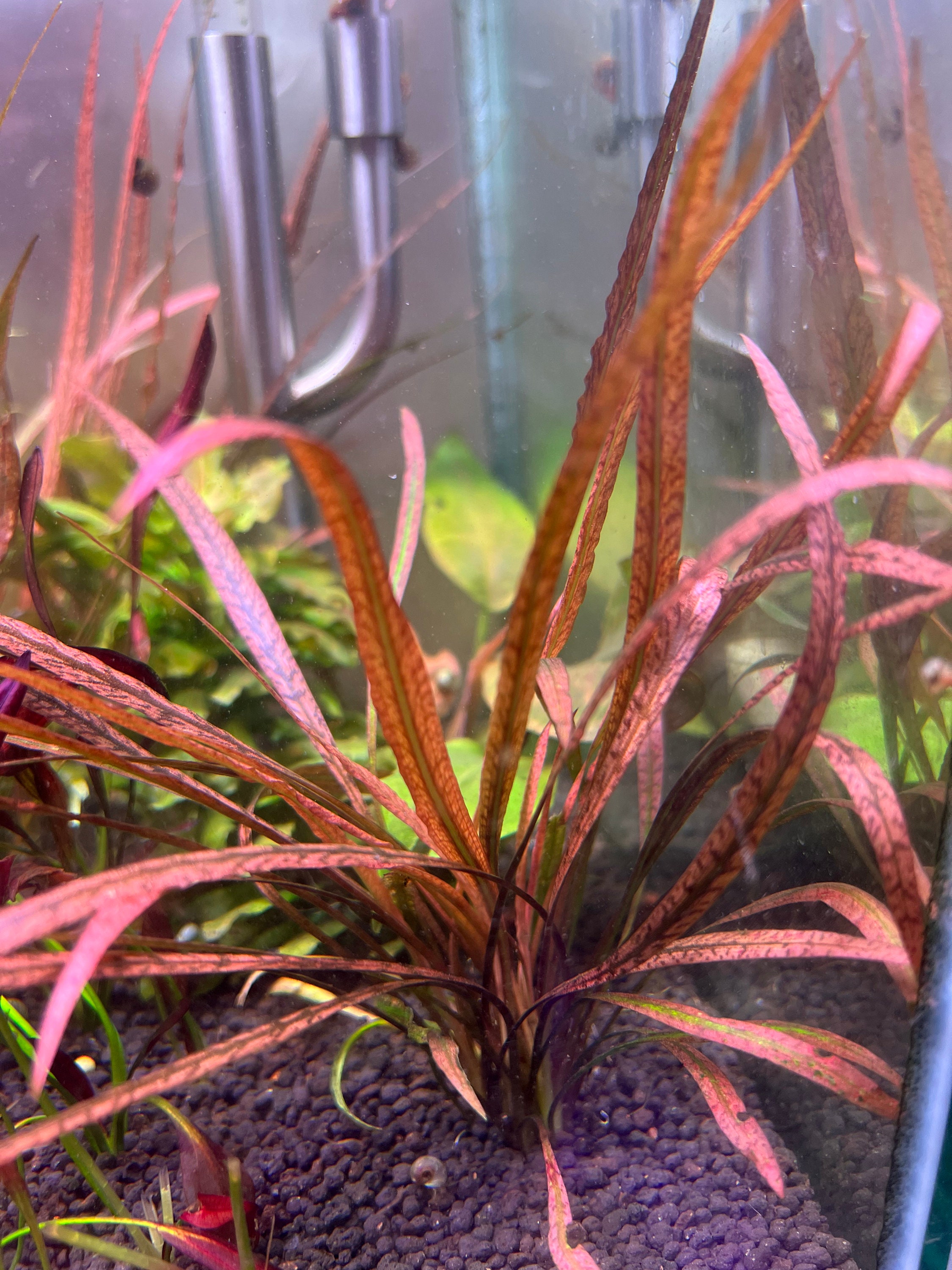 Cryptocoryne Spiralis