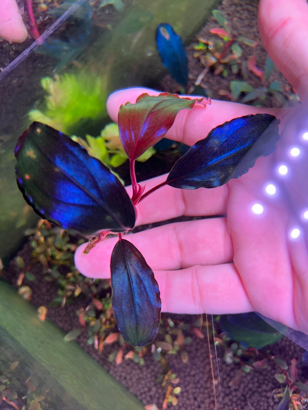 Bucephalandra Hellfire Rare Live Aquarium Plant - Etsy