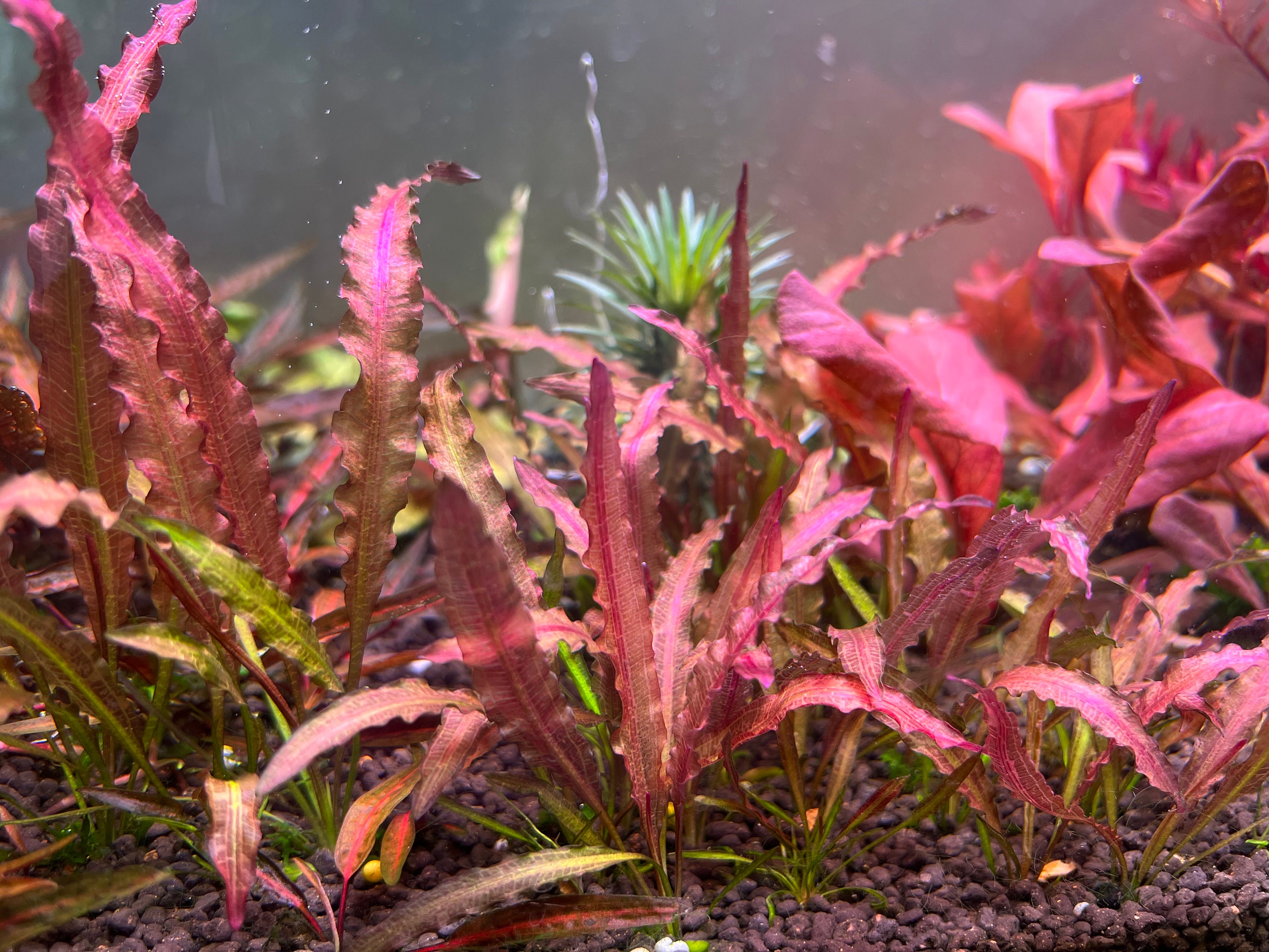 Aponogeton Crispus Red