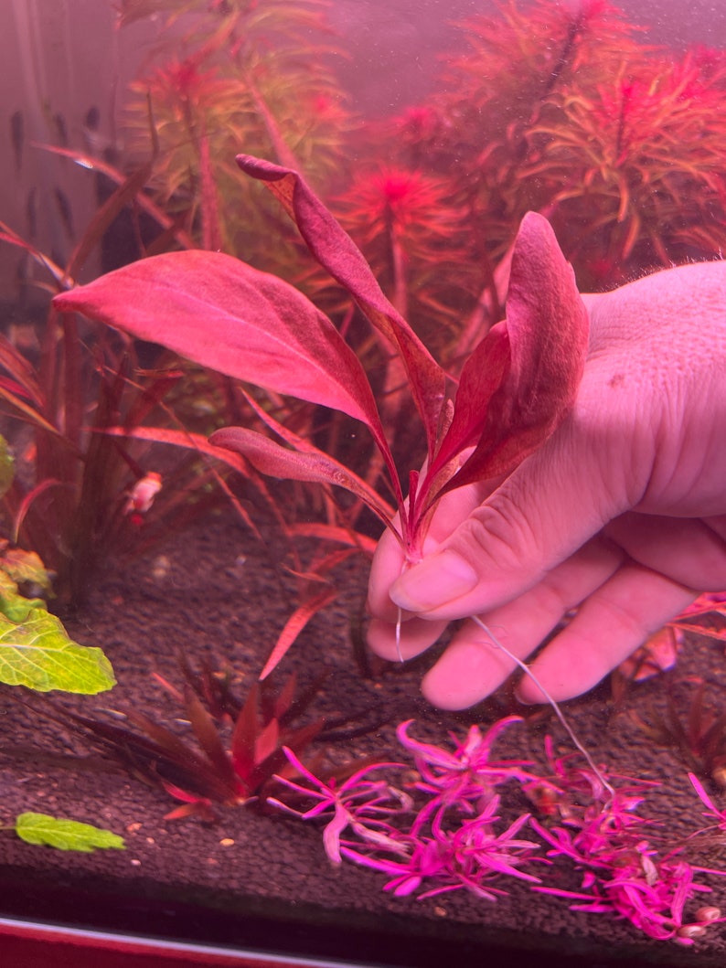 Samolus Parviflorus Red Rare Live Aquarium Plants - Etsy