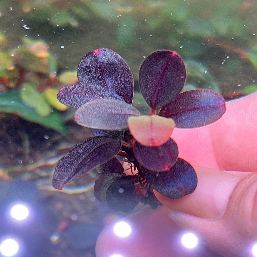 Bucephalandra Helena Round 2014 Rare Live Aquarium Plant - Etsy