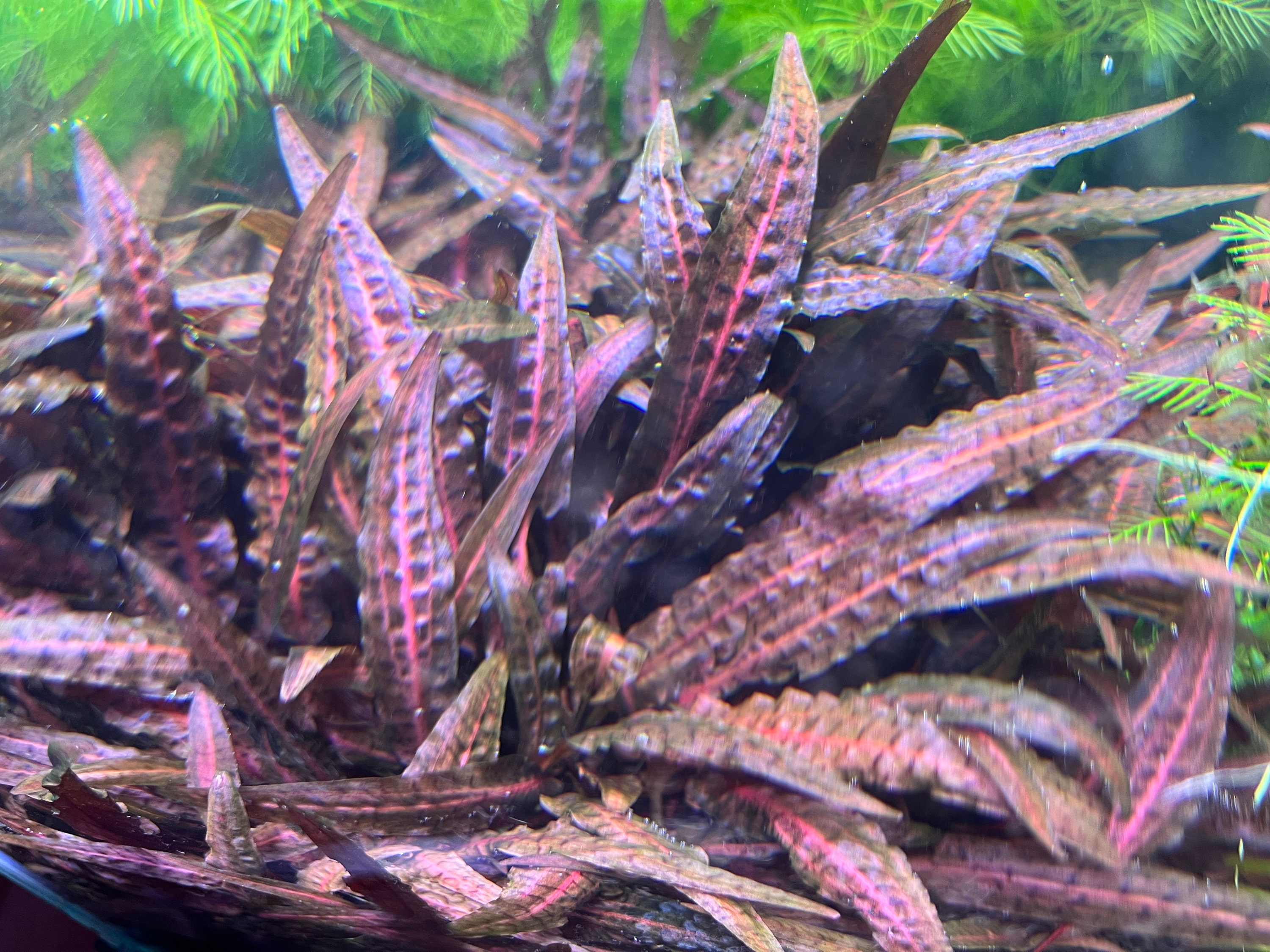 Cryptocoryne Jacobsenii Pink Rare Live Aquarium Plant - Etsy UK