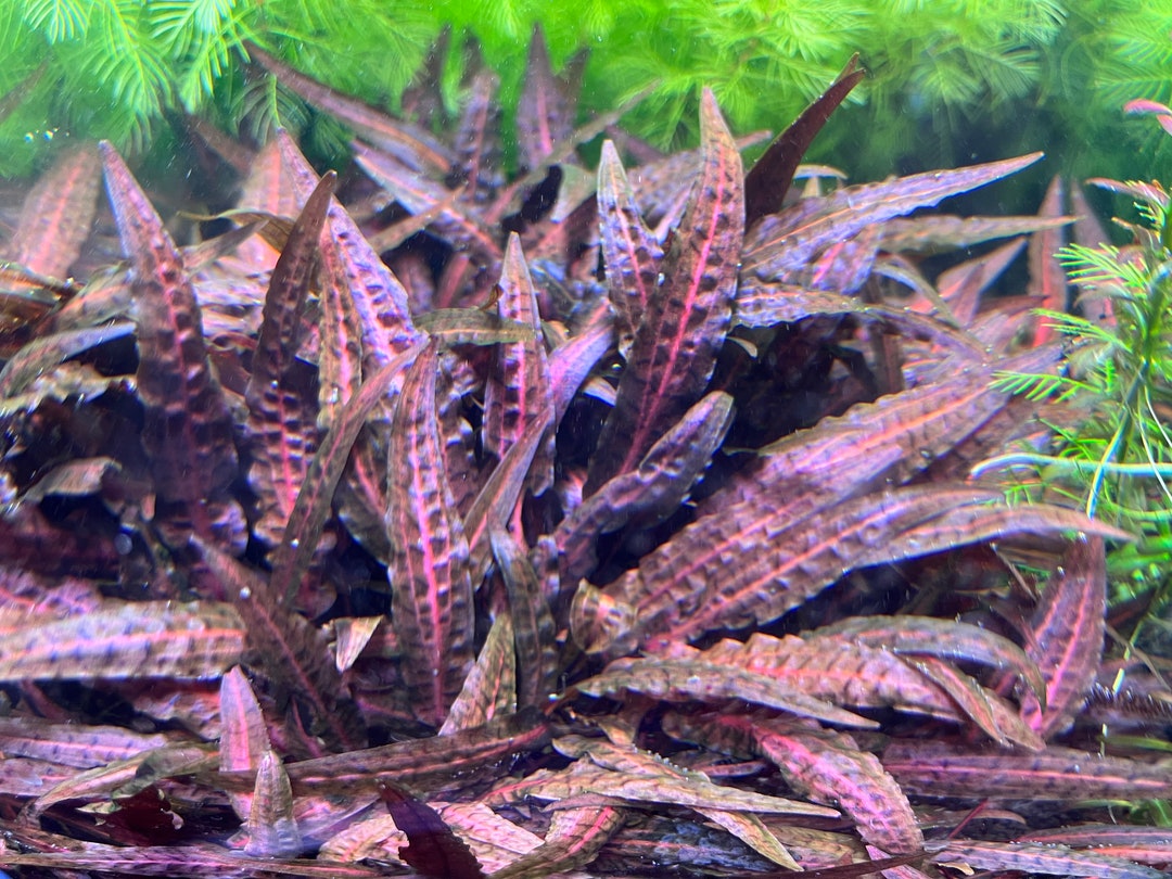Cryptocoryne Jacobsenii Pink Rare Live Aquarium Plant - Etsy UK