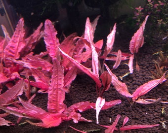 Samolus Parviflorus Red Rare Live Aquarium Plants - Etsy