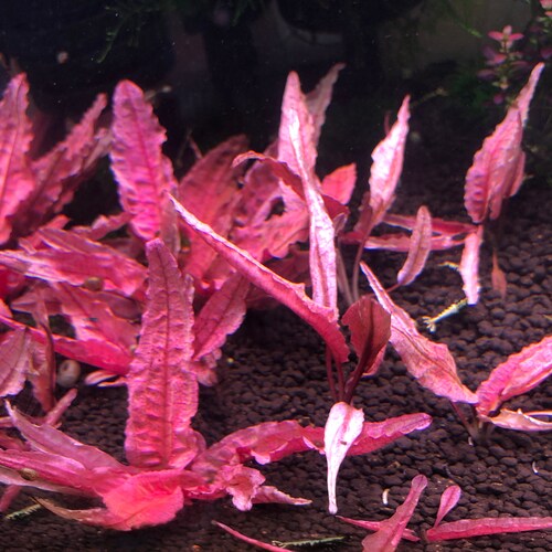 Cryptocoryne Pink Flamingo Rare Live Aquarium Plants - Etsy