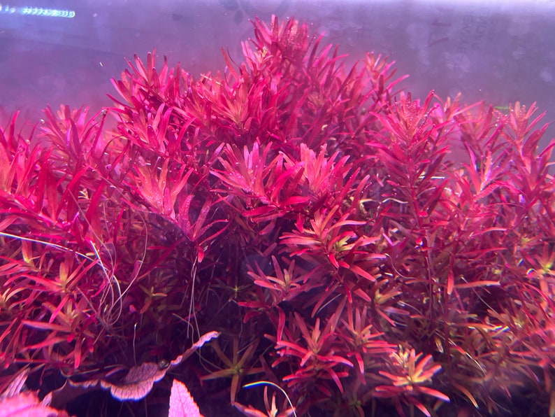 2x Rotala Blood Red SG Variant Rare Live Aquarium Plant - Etsy Singapore