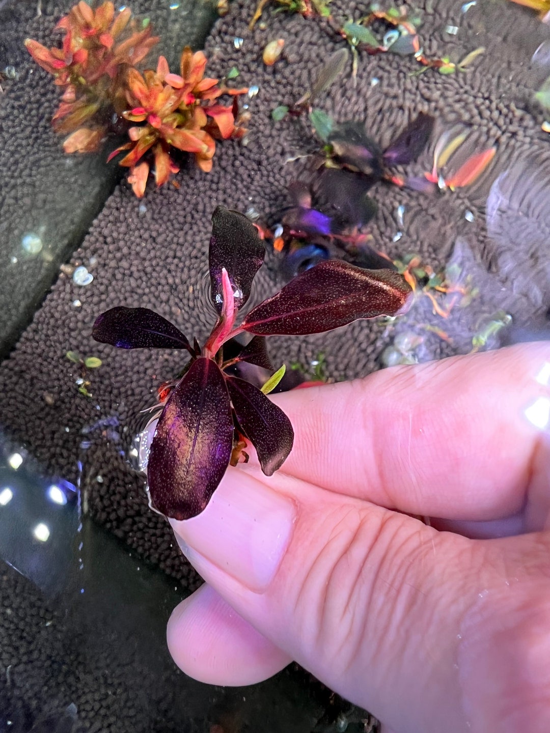 Bucephalandra Black Angel Rare Live Aquarium Plant - Etsy