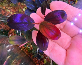 Bucephalandra Plants - Live Aquarium Plant - Etsy