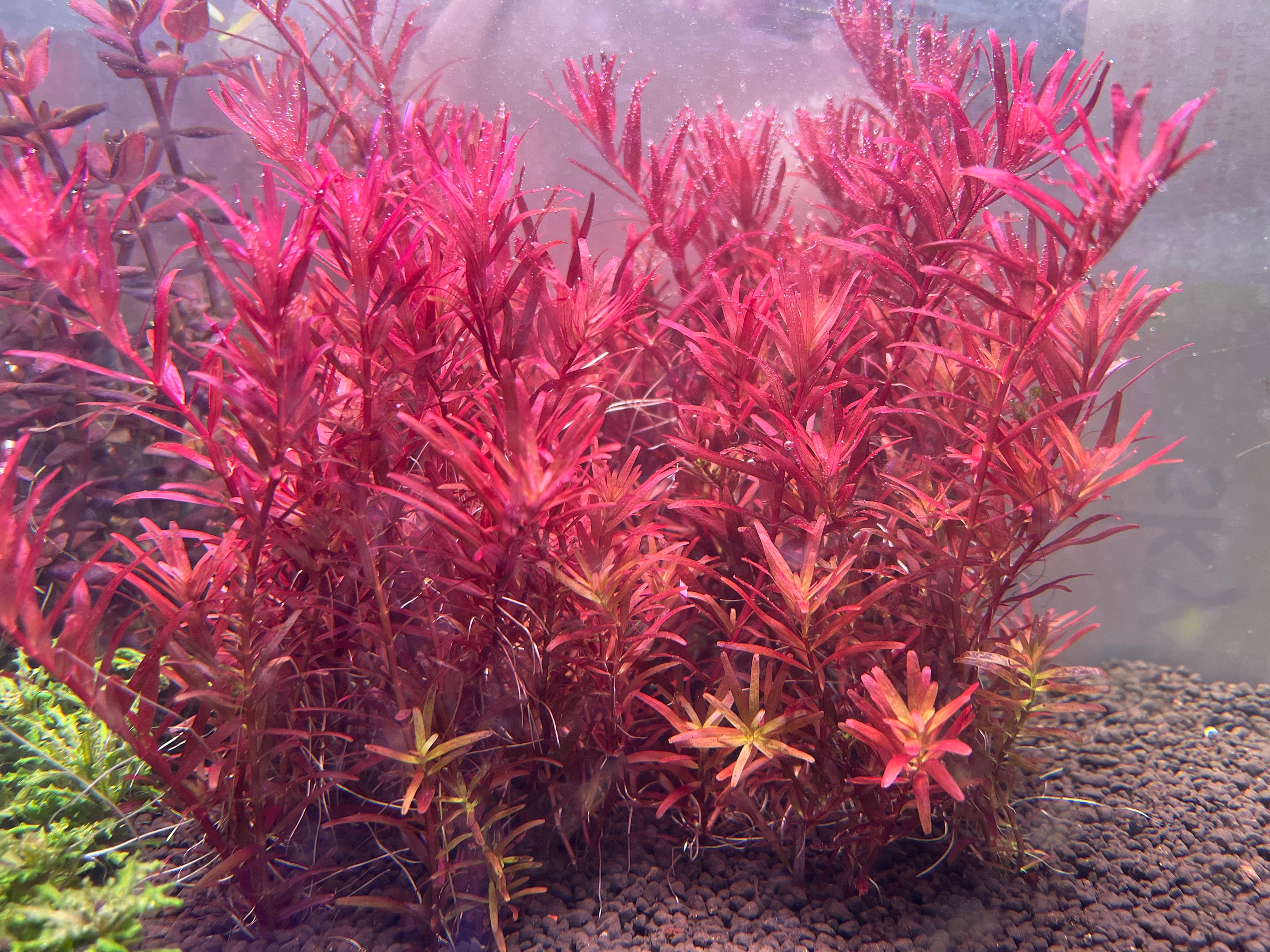 Rotala Blood Red SG Variant Rare Live Aquarium Plant - Etsy Singapore