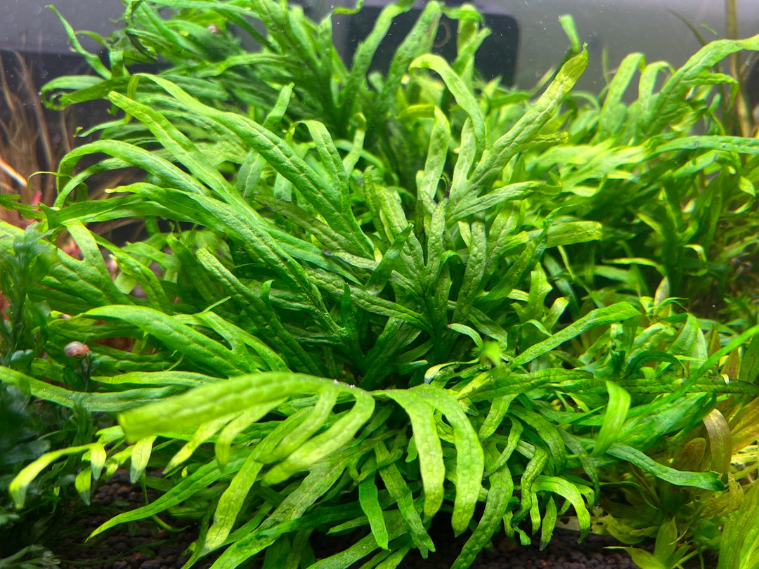 Java Fern Mini Trident Rare Live Aquarium Plant - Etsy