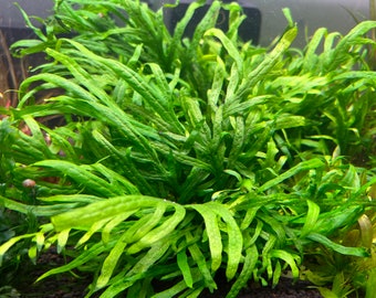 Java Fern Narrow-leaf microsorum Pteropus 'narrow' BUY3GET1FREE Live ...