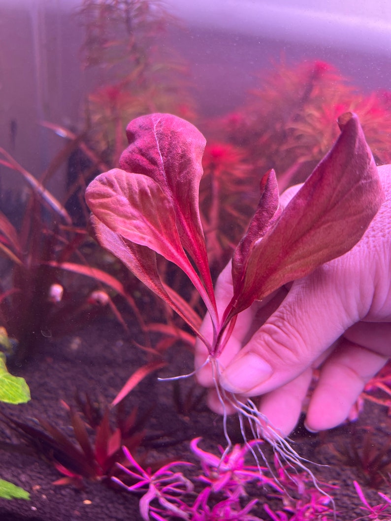 Samolus Parviflorus Red Rare Live Aquarium Plants - Etsy