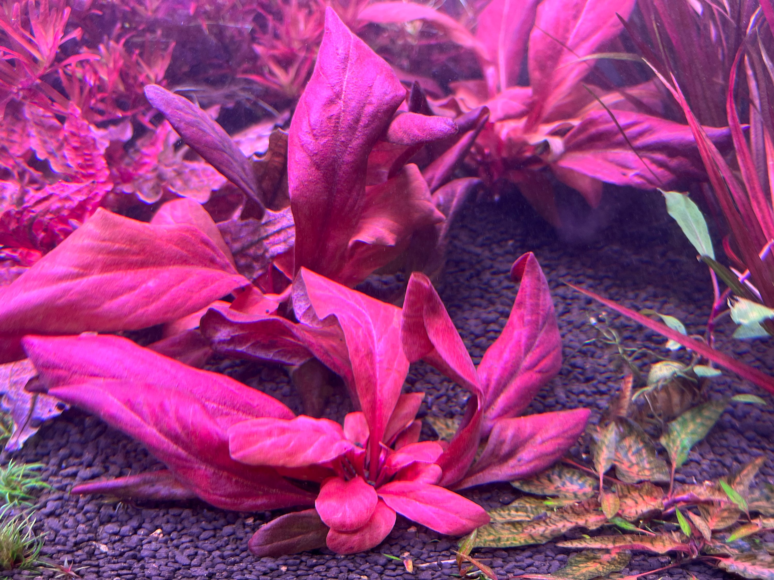 Samolus Parviflorus Red Rare Live Aquarium Plants - Etsy